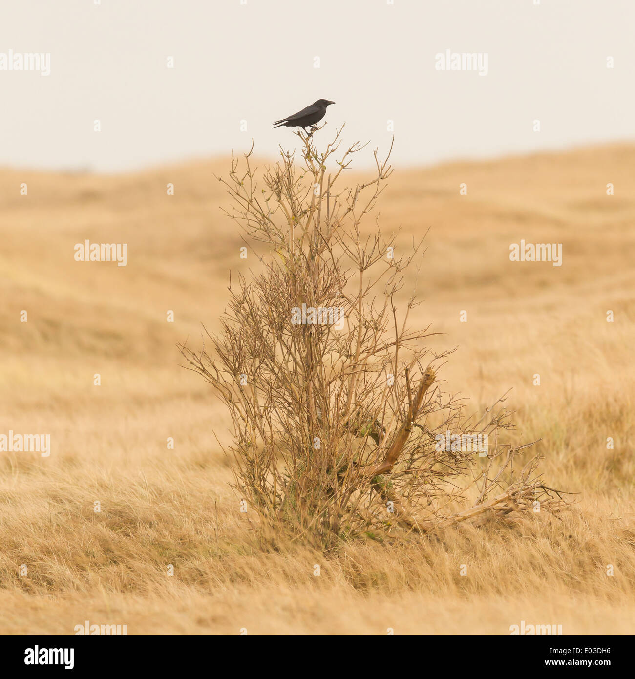 Single crow sitting on a small tree Stock Photo - Alamy