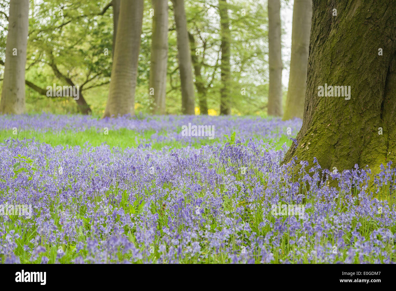 Bluebells in the woods Stock Photo - Alamy
