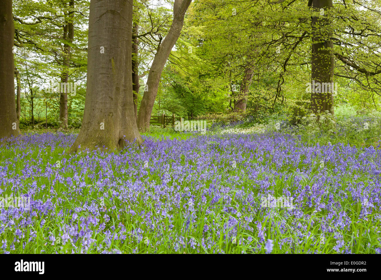 Bluebells under trees hi-res stock photography and images - Alamy