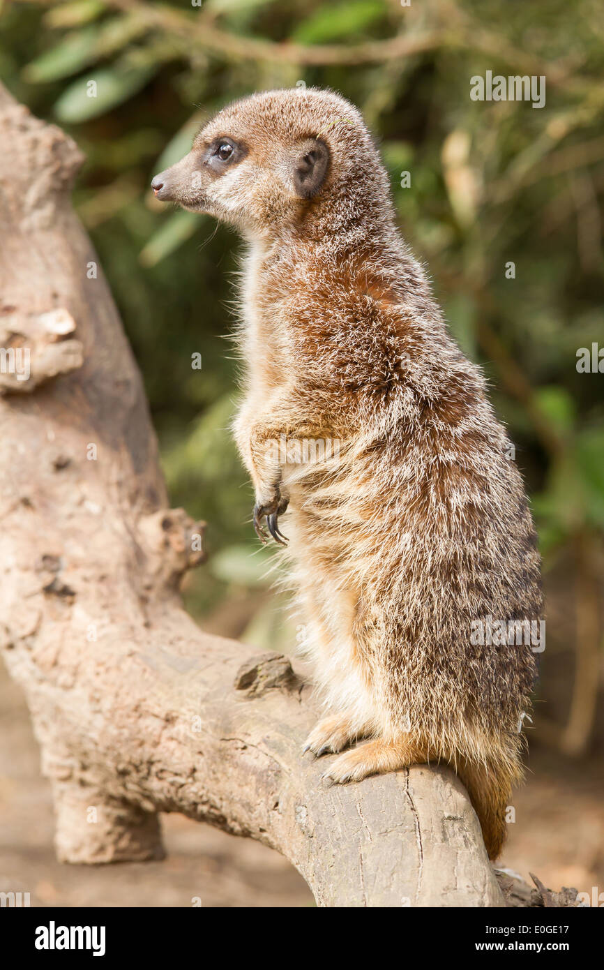 Suricate suricata suricatta on hi-res stock photography and images - Alamy