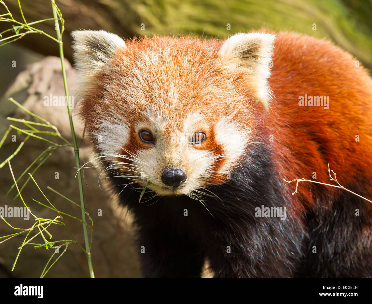 The Red Panda Firefox or Lesser Panda (Ailurus fulgens Stock Photo - Alamy