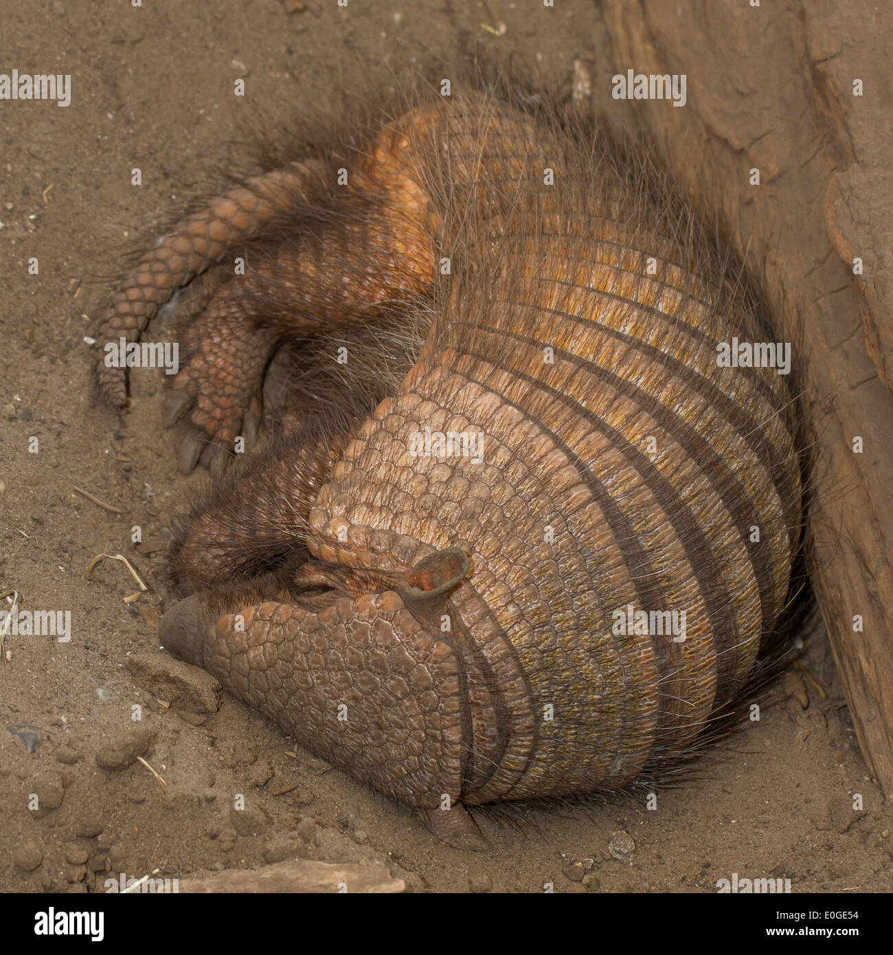 Villosus hi-res stock photography and images - Alamy
