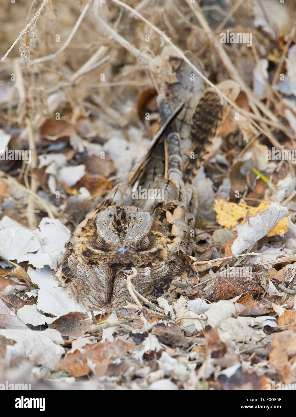 Roosting red necked nightjar hi-res stock photography and images - Alamy