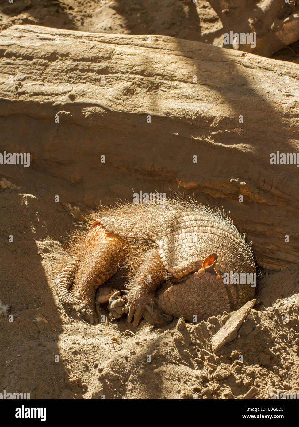 Sleeping armadillo (Chaetophractus villosus) in a dutch zoo Stock Photo ...