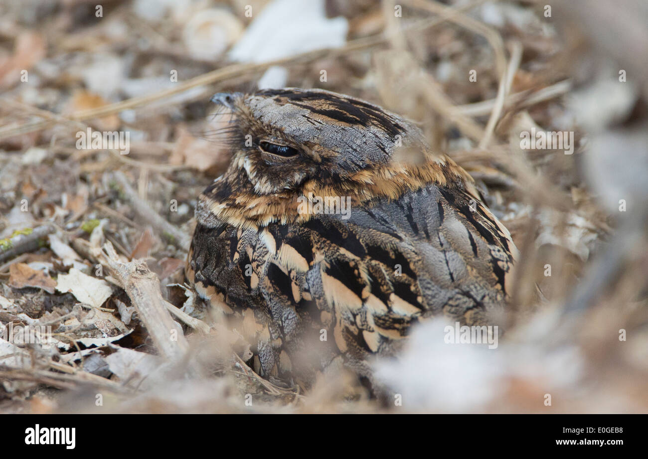 Red necked nightjar Caprimulgus ruficollis roosting during day at La ...