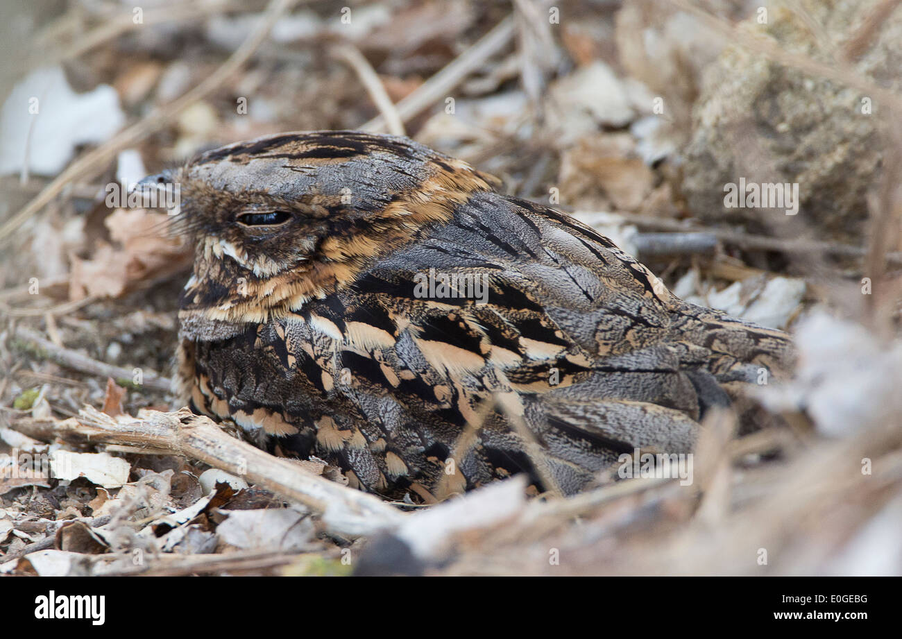 Red necked nightjar Caprimulgus ruficollis roosting during day at La ...