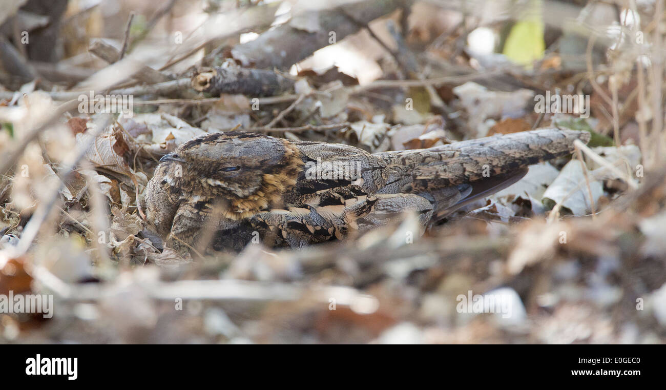 Red necked nightjar Caprimulgus ruficollis roosting during day at La ...