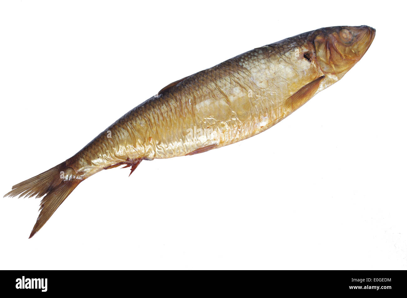 one smoked bloater on white background Stock Photo - Alamy