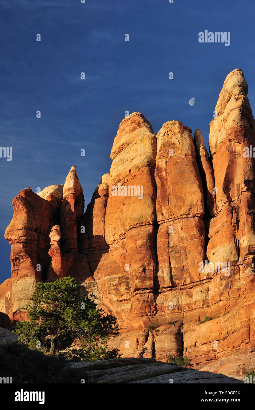 Rock spires in Chesler Park, Needles Area, Canyonlands National Park ...