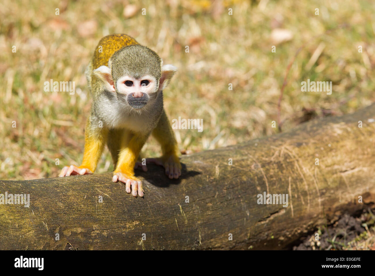 Squirrel Monkey (Saimiri boliviensis) on a tree Stock Photo - Alamy