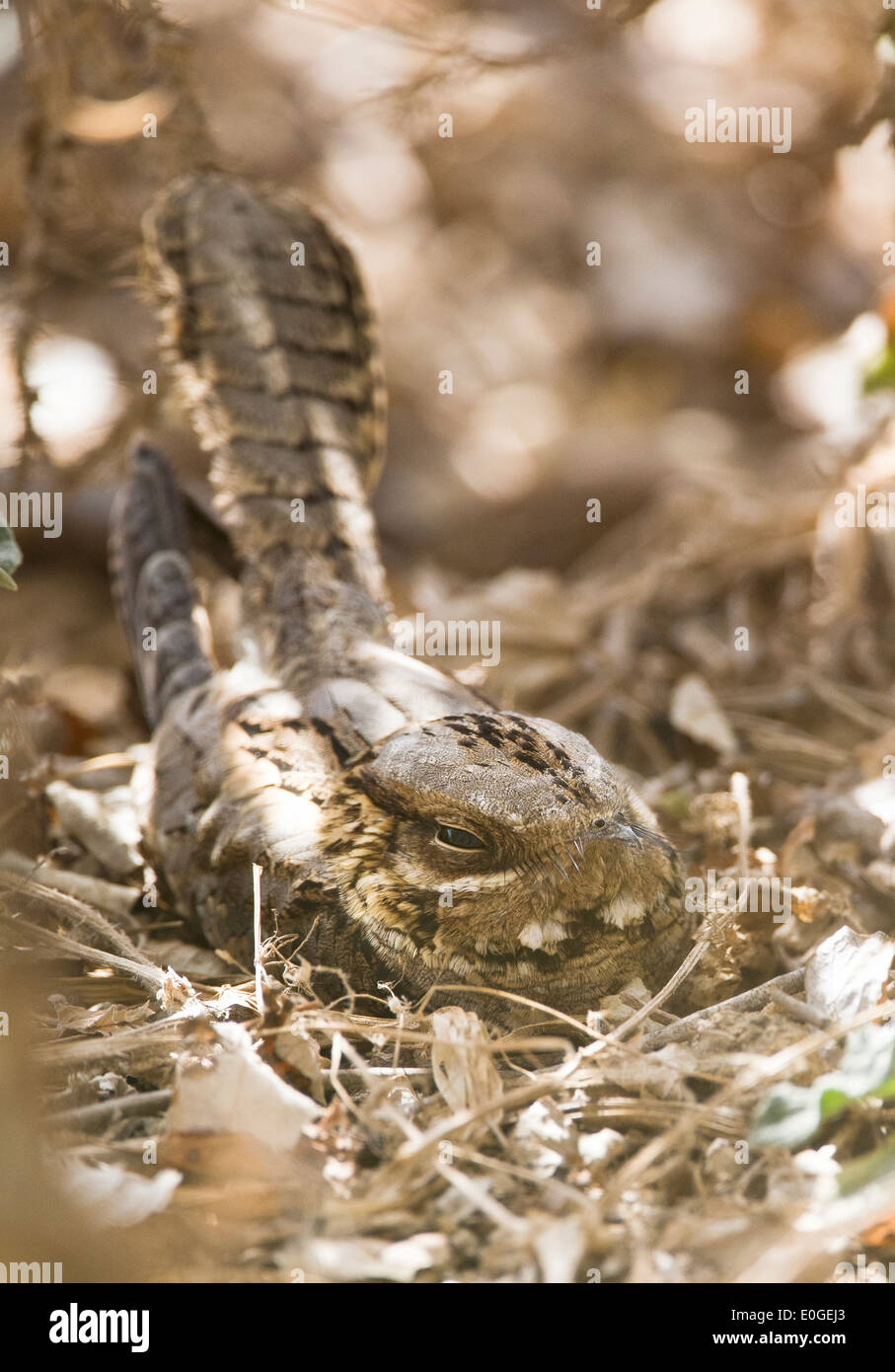 Red necked nightjar Caprimulgus ruficollis roosting during day at La ...