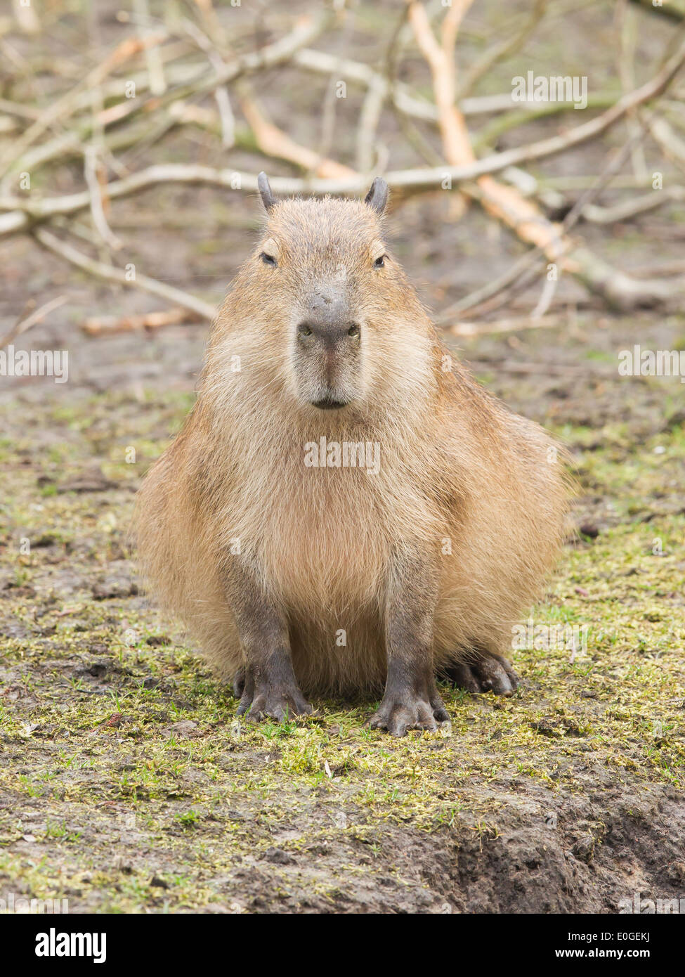 Clara The Capybara