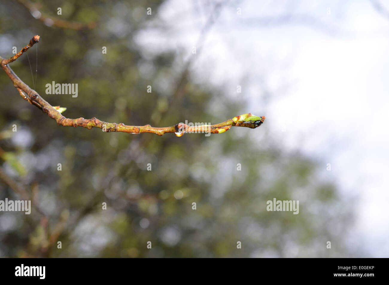 drop from apple tree branch Stock Photo - Alamy