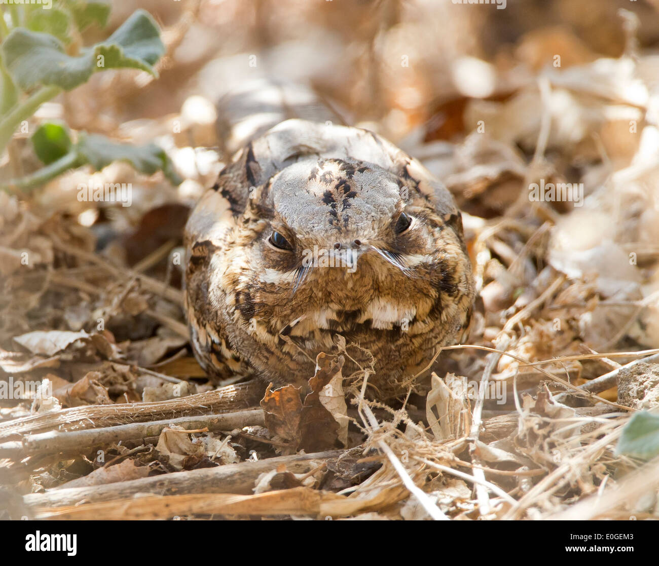 Red necked nightjar caprimulgus ruficollis hi-res stock photography and ...
