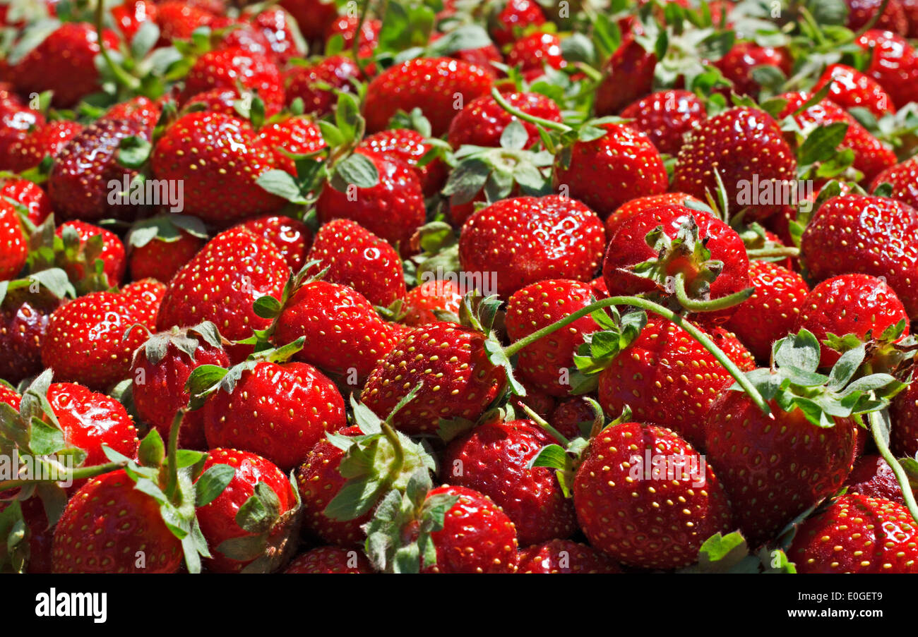 Red strawberrys hi-res stock photography and images - Alamy
