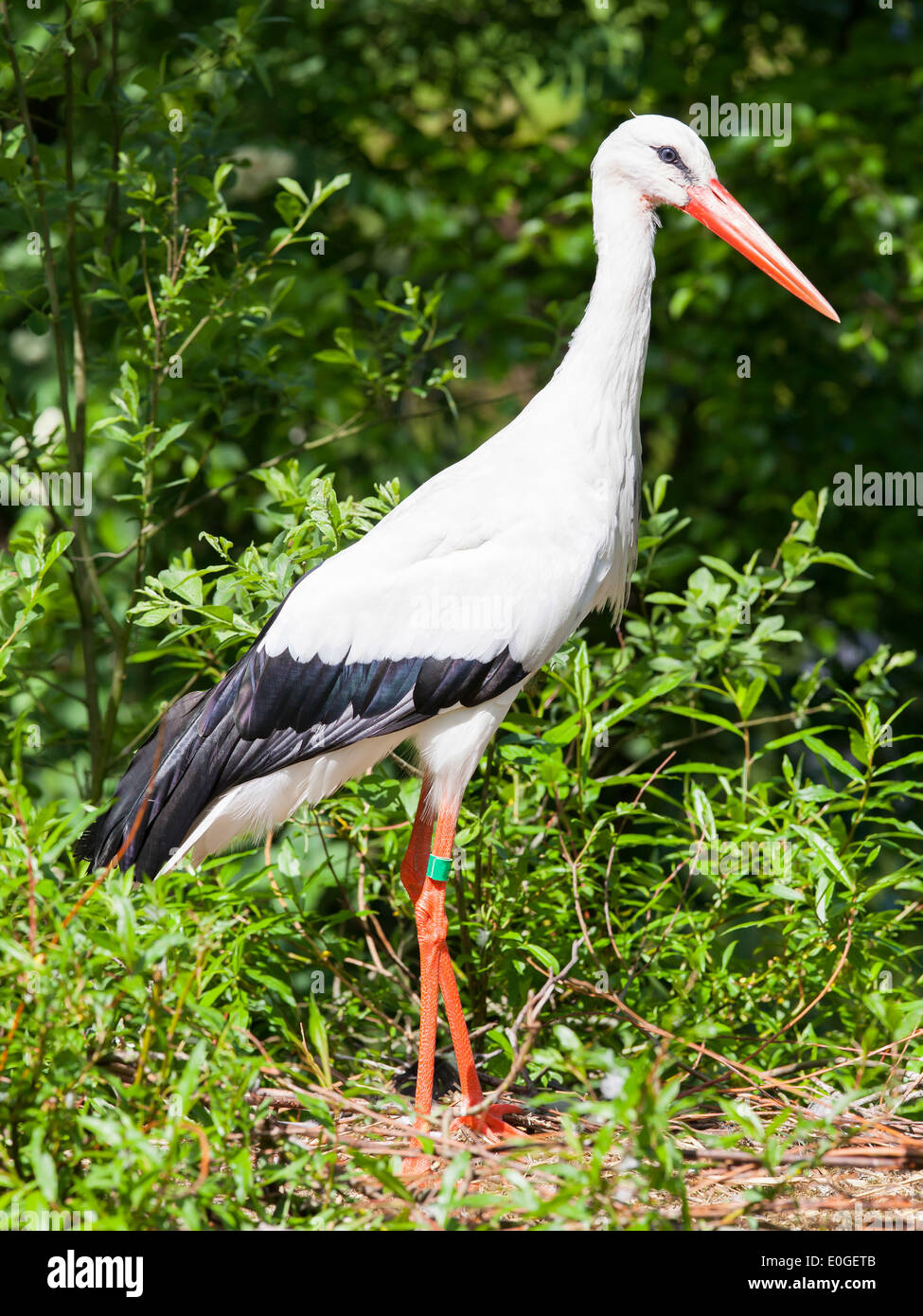 Adult stork in its natural habitat (Holland Stock Photo - Alamy