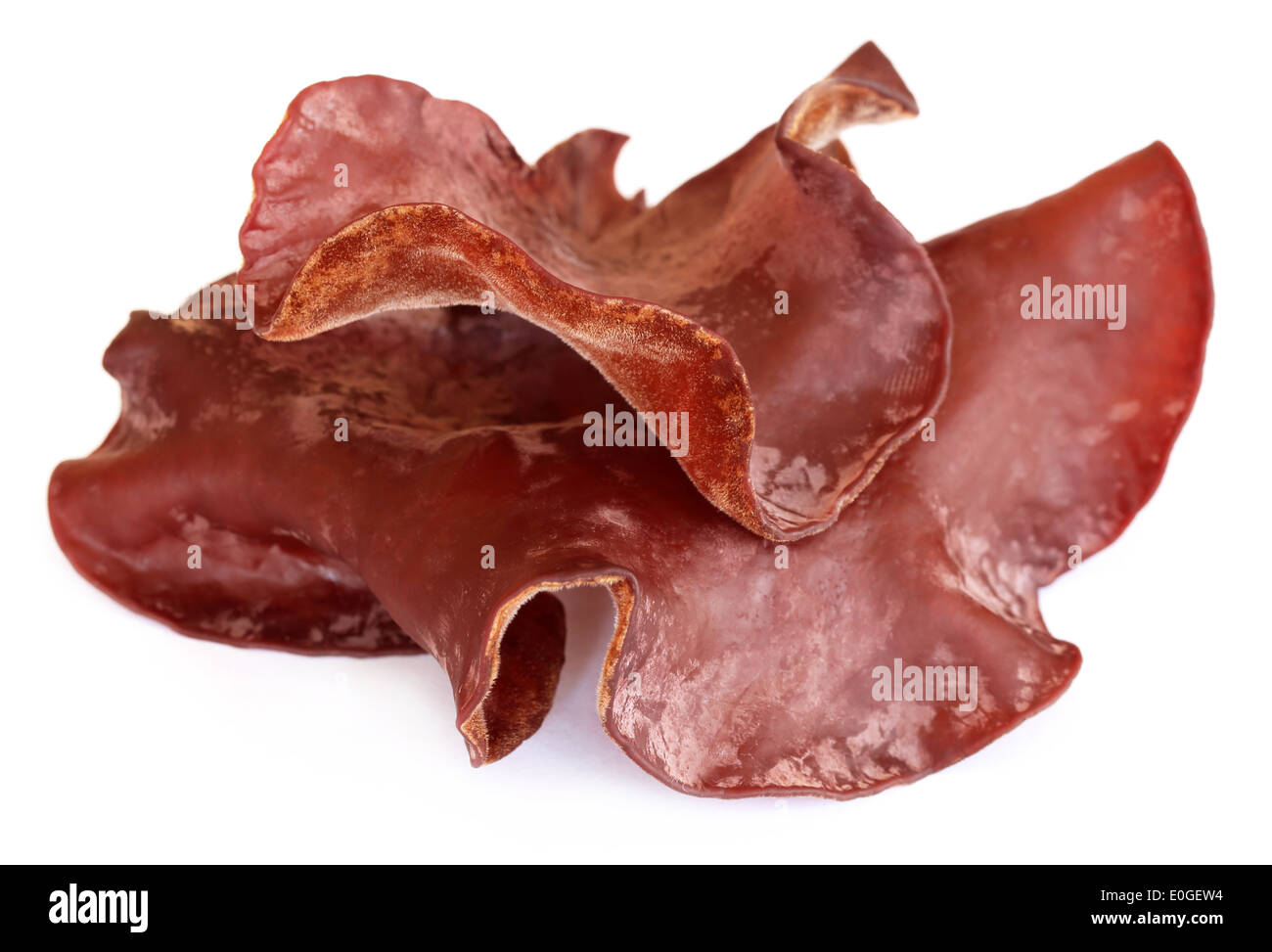 Wild mushroom over black hi-res stock photography and images - Alamy