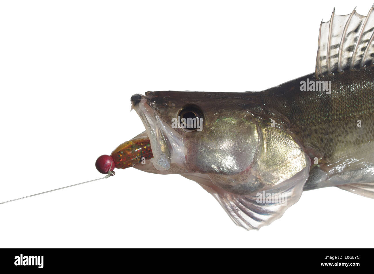 Line predator hi-res stock photography and images - Alamy