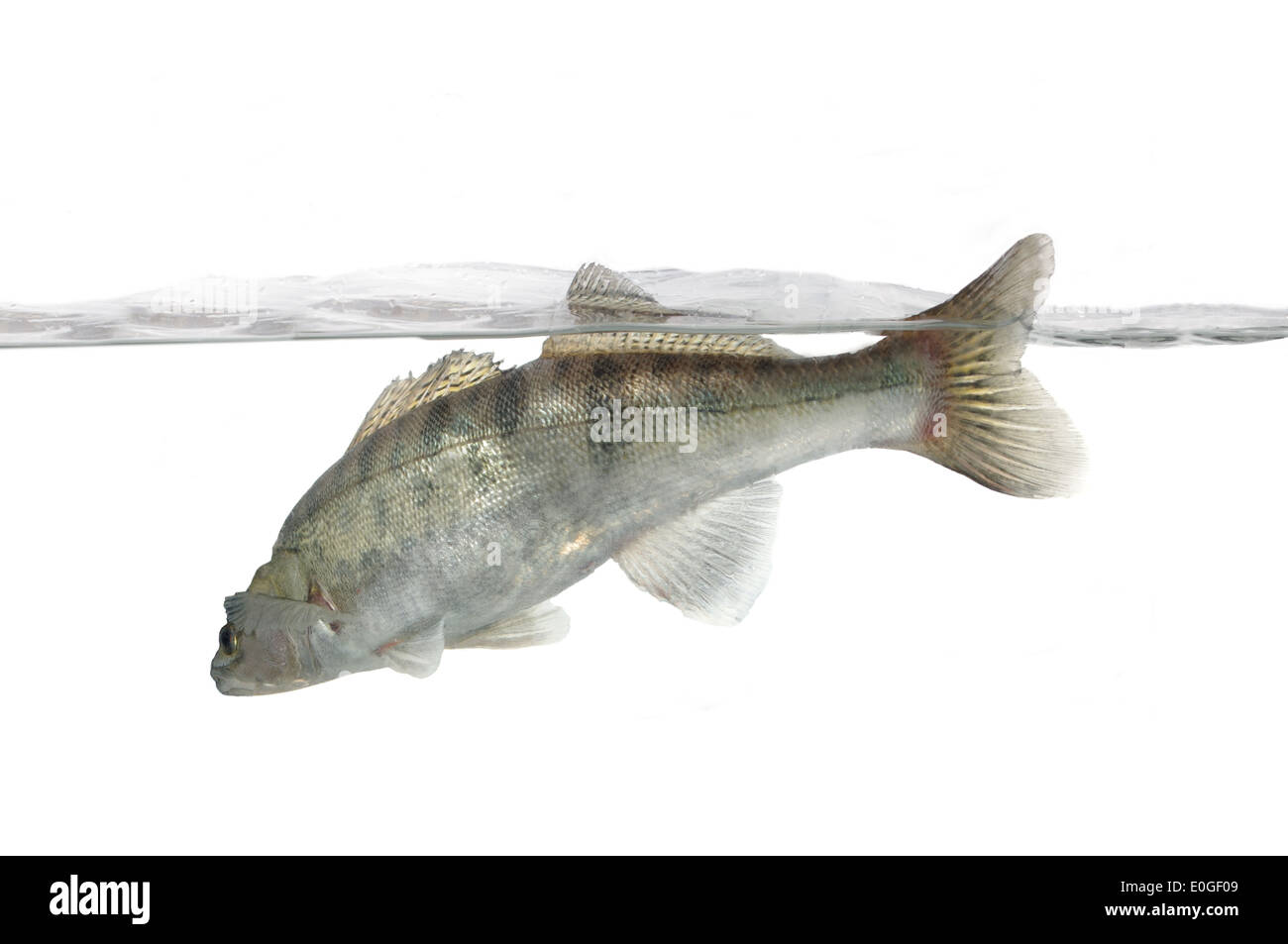 Swimming fish with long tail hi-res stock photography and images - Alamy