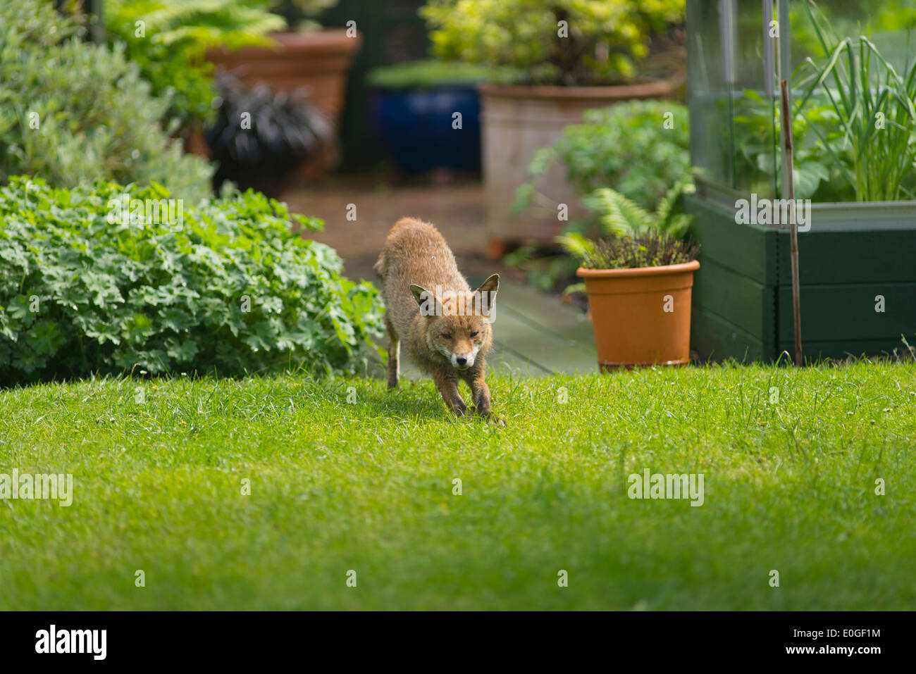 Juvenile Red Fox, Vulpes vulpes, stretching on garden lawn Stock Photo ...