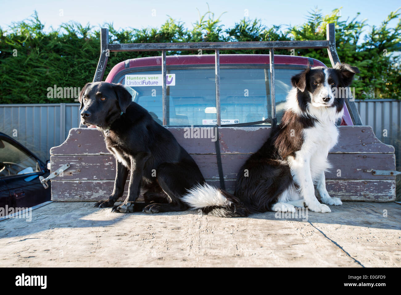 Labrador hunting dogs hi-res stock photography and images - Alamy