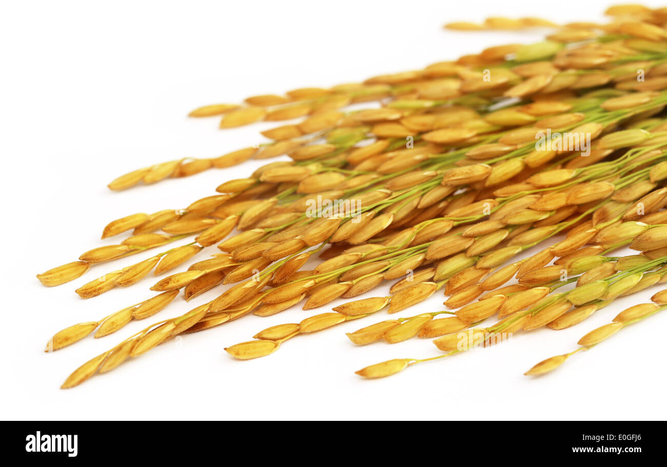 Paddy seeds over white background Stock Photo - Alamy