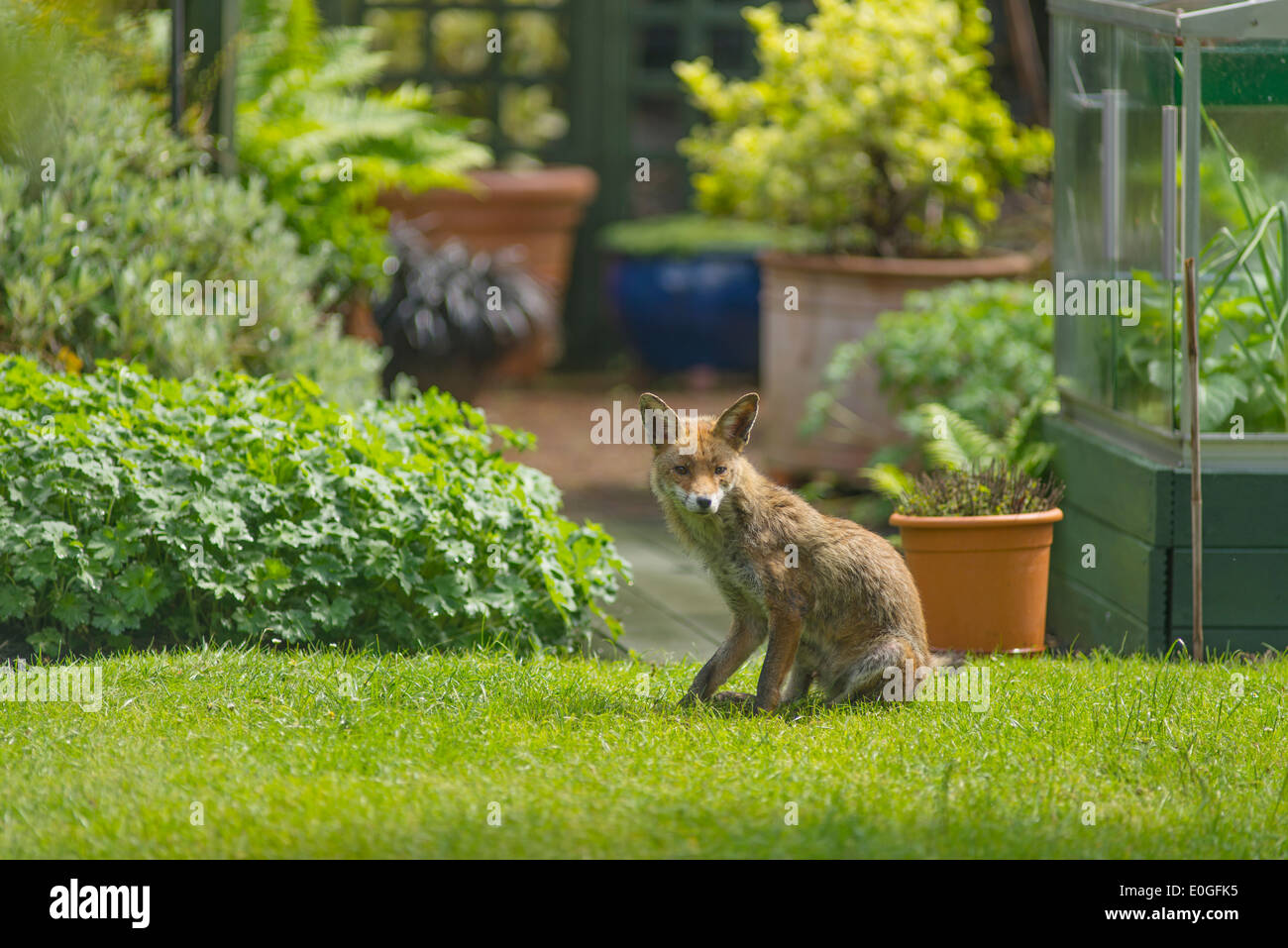 Red Fox, Vulpes vulpes, sitting on garden lawn facing camera with ...