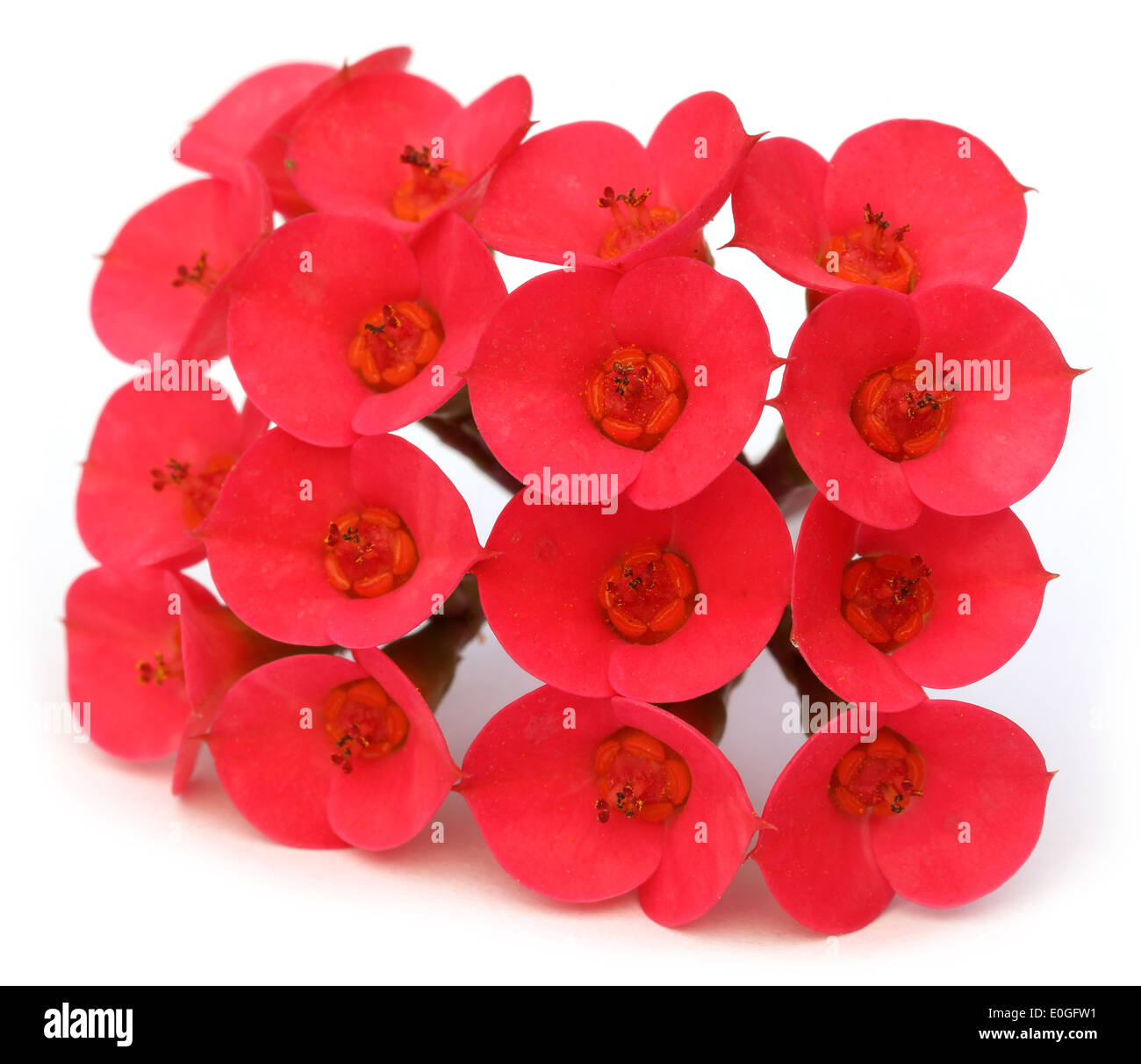 Red cactus hi-res stock photography and images - Alamy