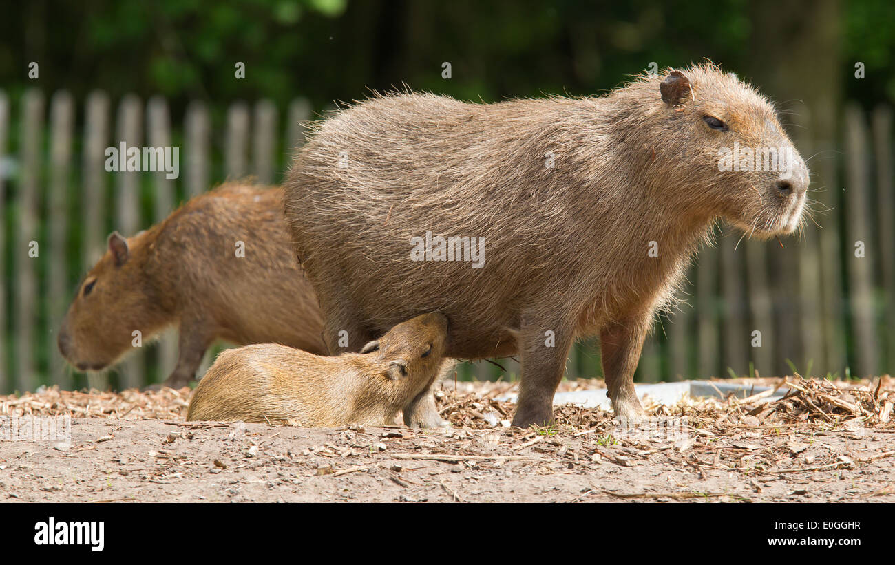 Close up capybara baby hi-res stock photography and images - Alamy