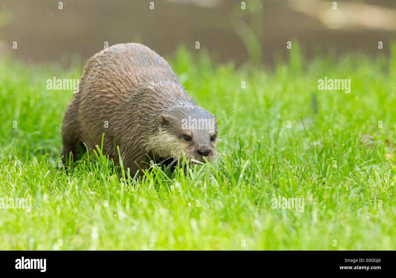 Eurasian otter underwater hi-res stock photography and images - Alamy