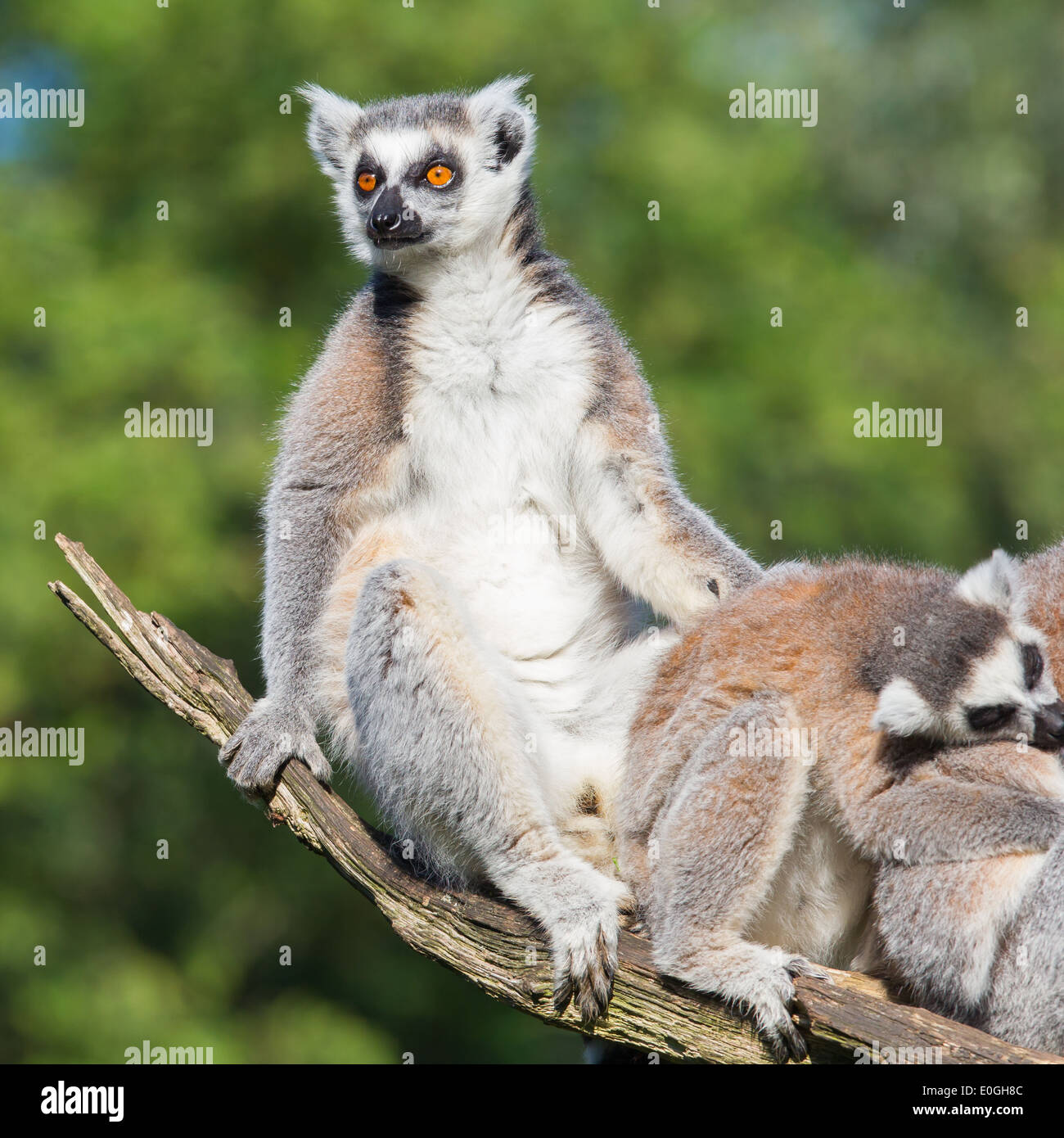 Ring-tailed lemur (Lemur catta) climbing a tree Stock Photo - Alamy