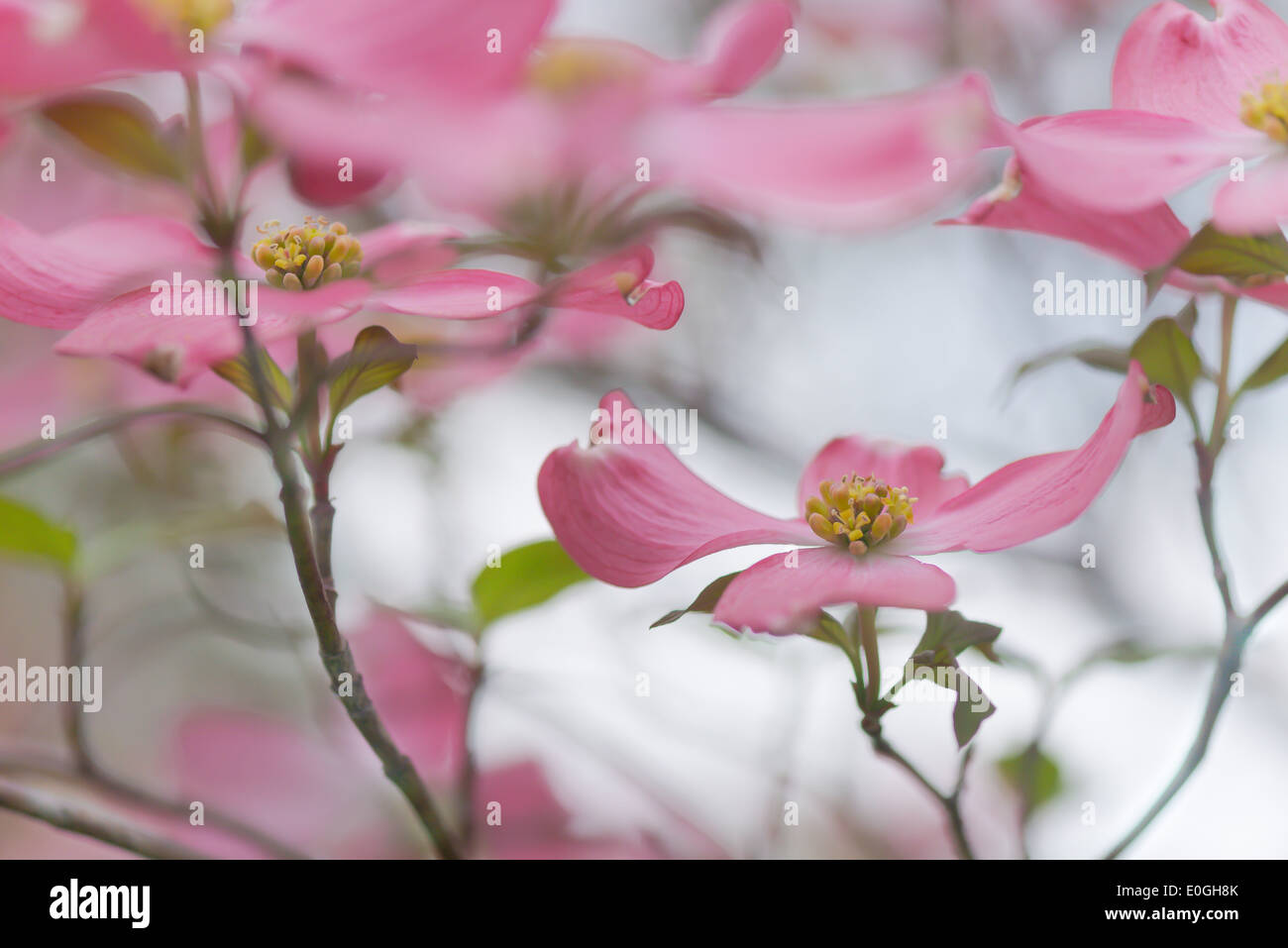 Pink Dogwood Tree in May Stock Photo - Alamy