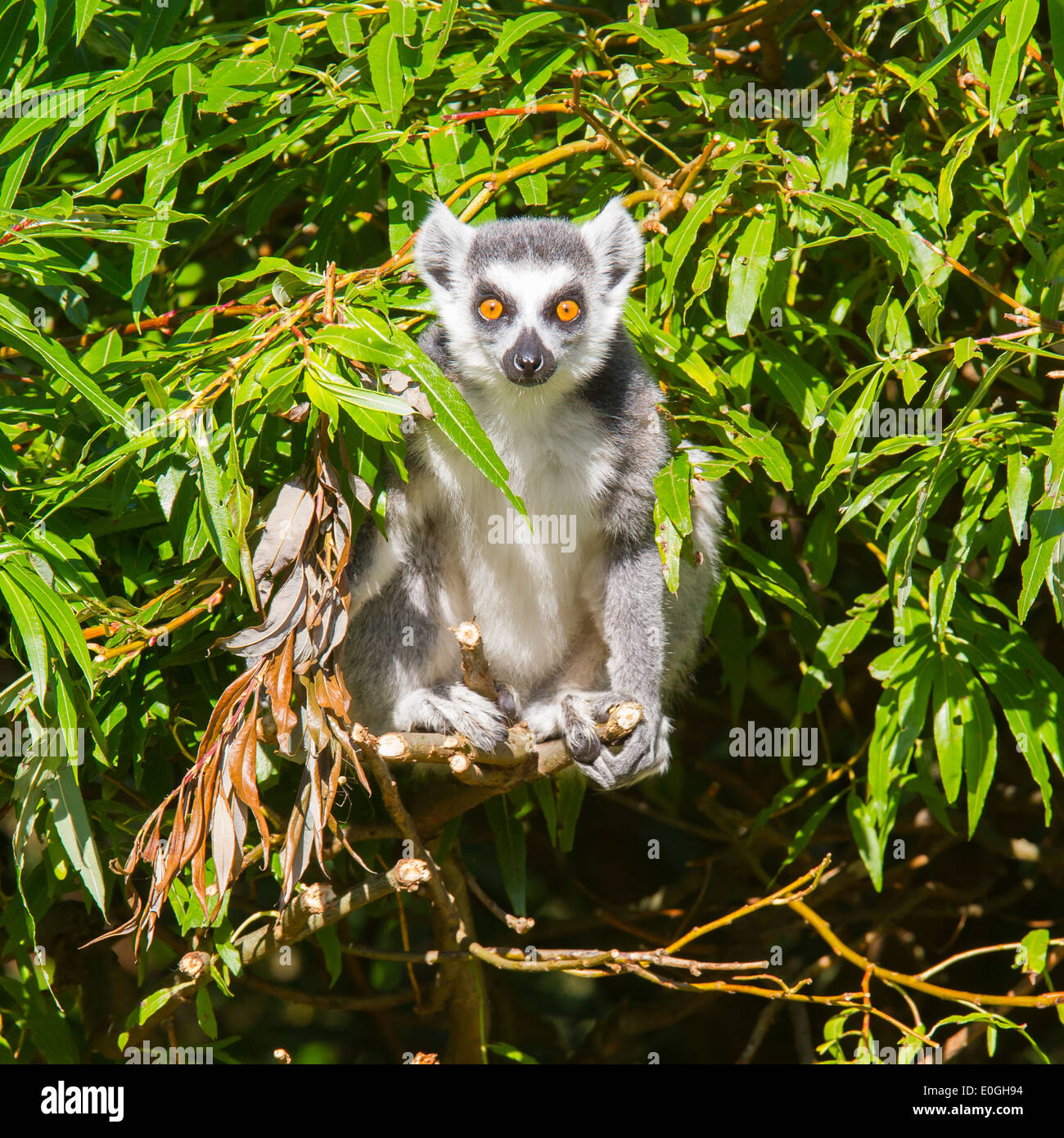 Ring-tailed lemur (Lemur catta) climbing a tree Stock Photo - Alamy