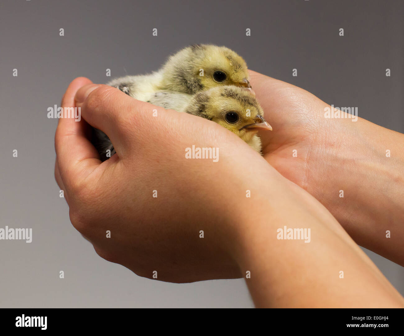 Chick on hand isolated on solid background Stock Photo - Alamy