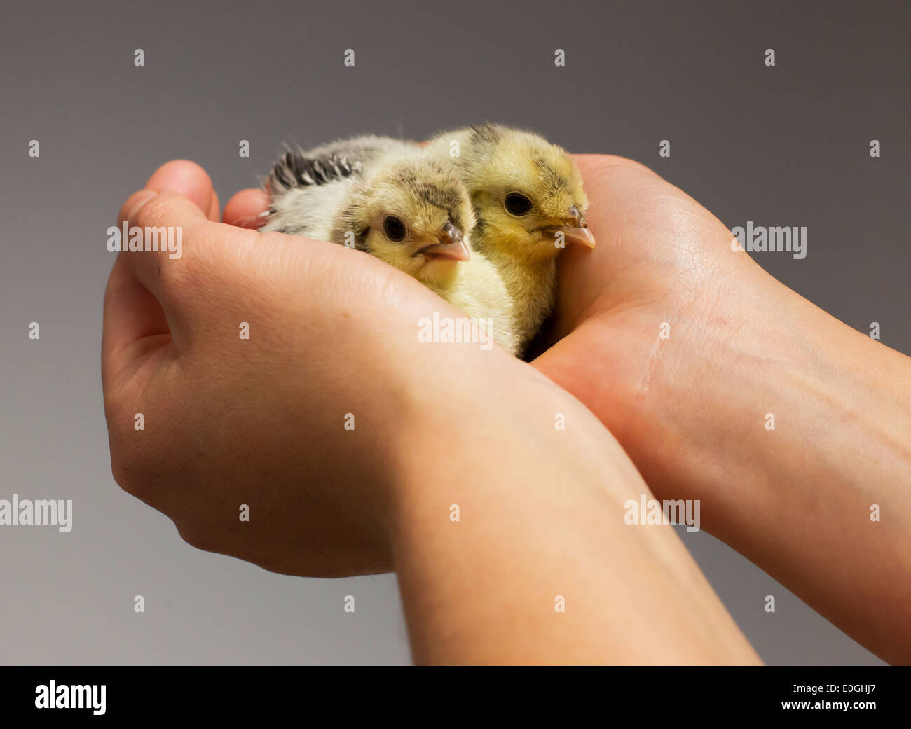 Chick on hand isolated on solid background Stock Photo - Alamy
