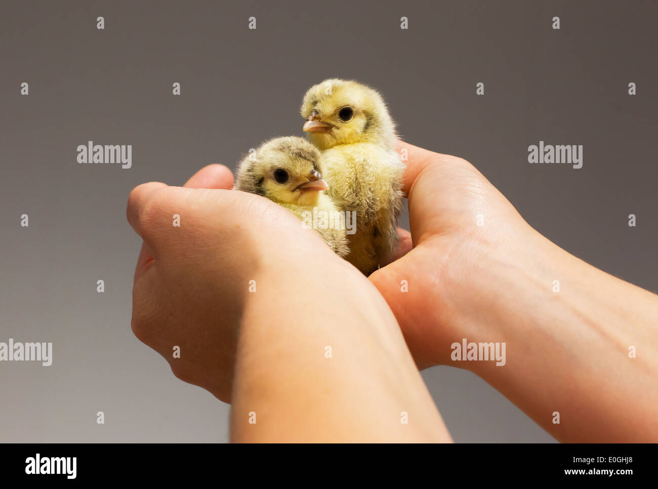 Chick on hand isolated on solid background Stock Photo - Alamy