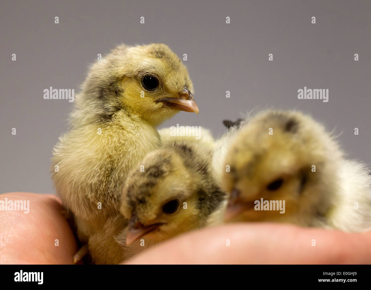 Chick on hand isolated on solid background, selective focus on standing ...