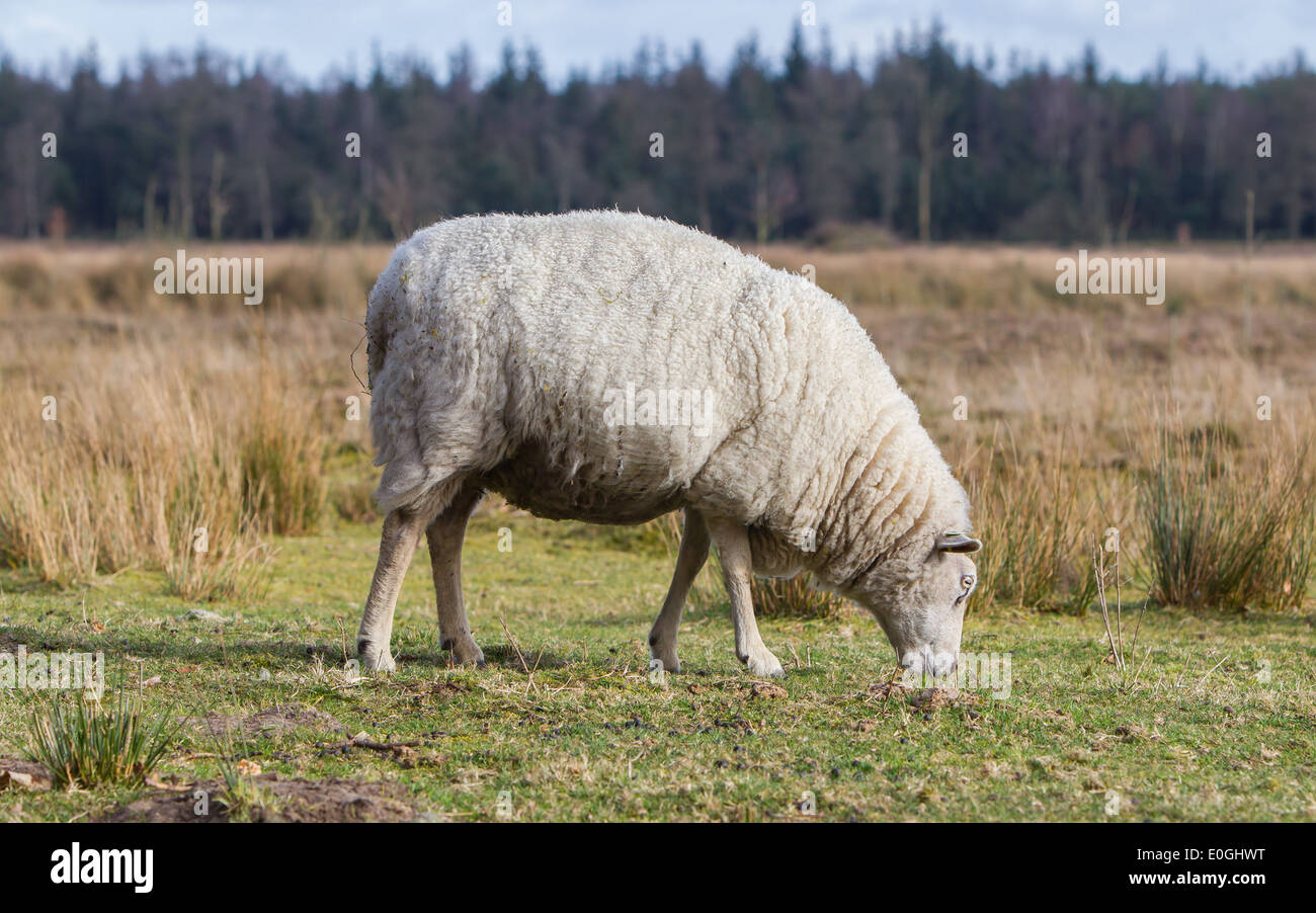 Sheep coat hi-res stock photography and images - Alamy