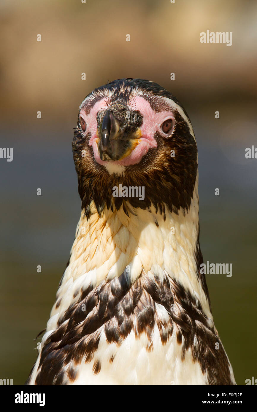 A Humboldt penguin in a dutch zoo Stock Photo - Alamy