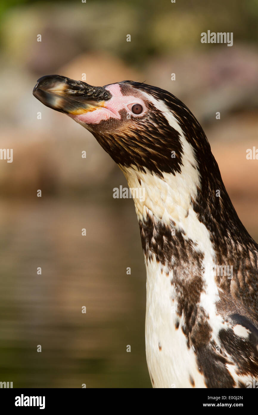 A Humboldt penguin in a dutch zoo Stock Photo - Alamy