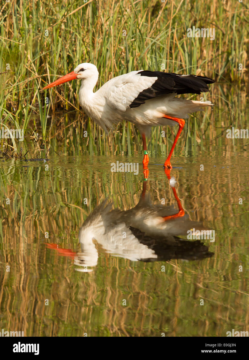 A stork in the water in Holland Stock Photo - Alamy