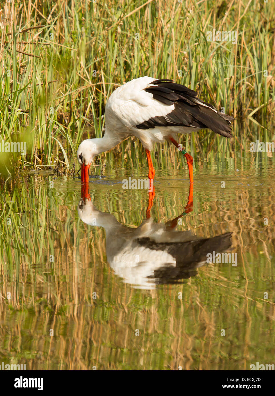 A stork in the water in Holland Stock Photo - Alamy
