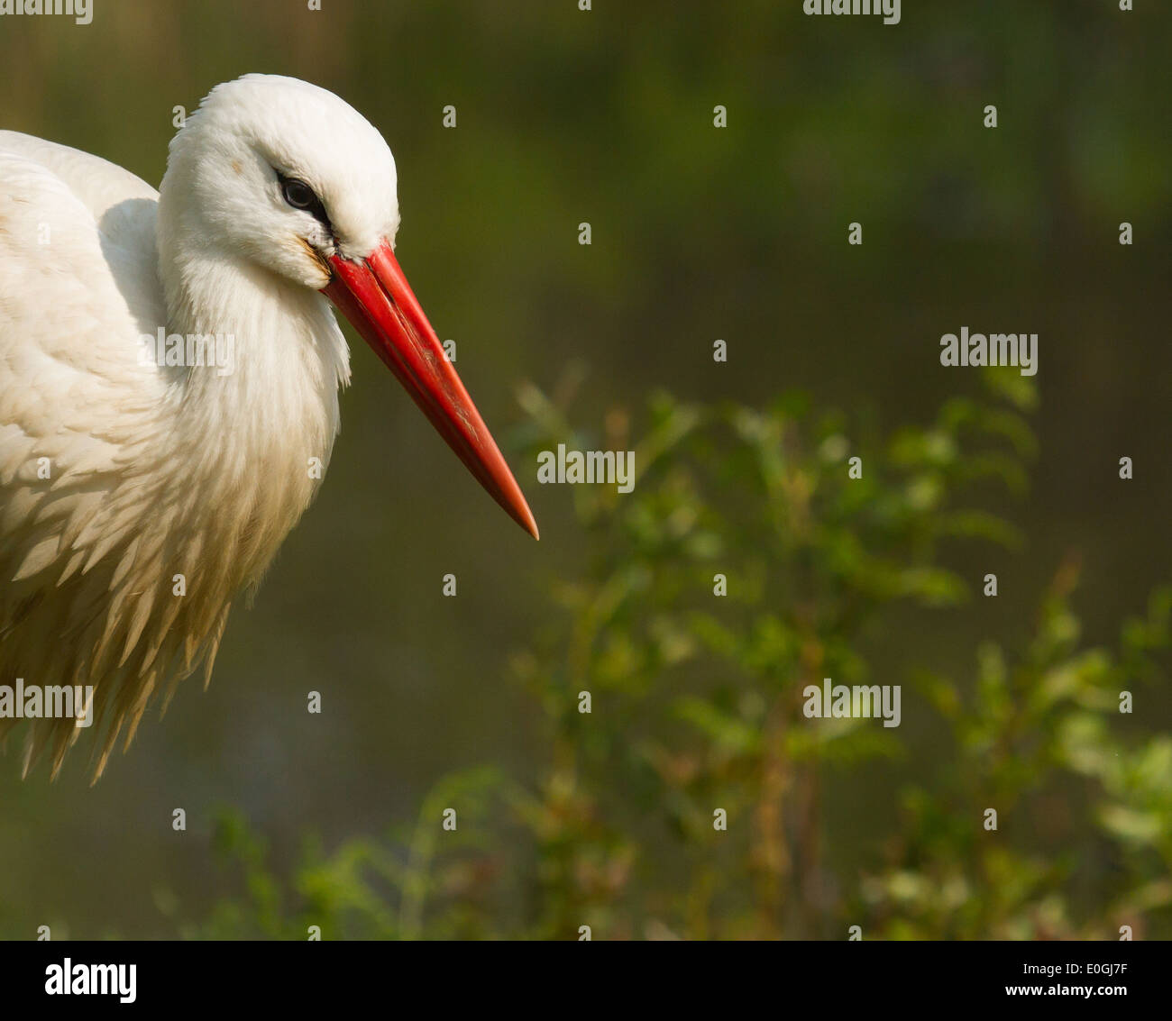 A stork in a green field in Holland Stock Photo - Alamy