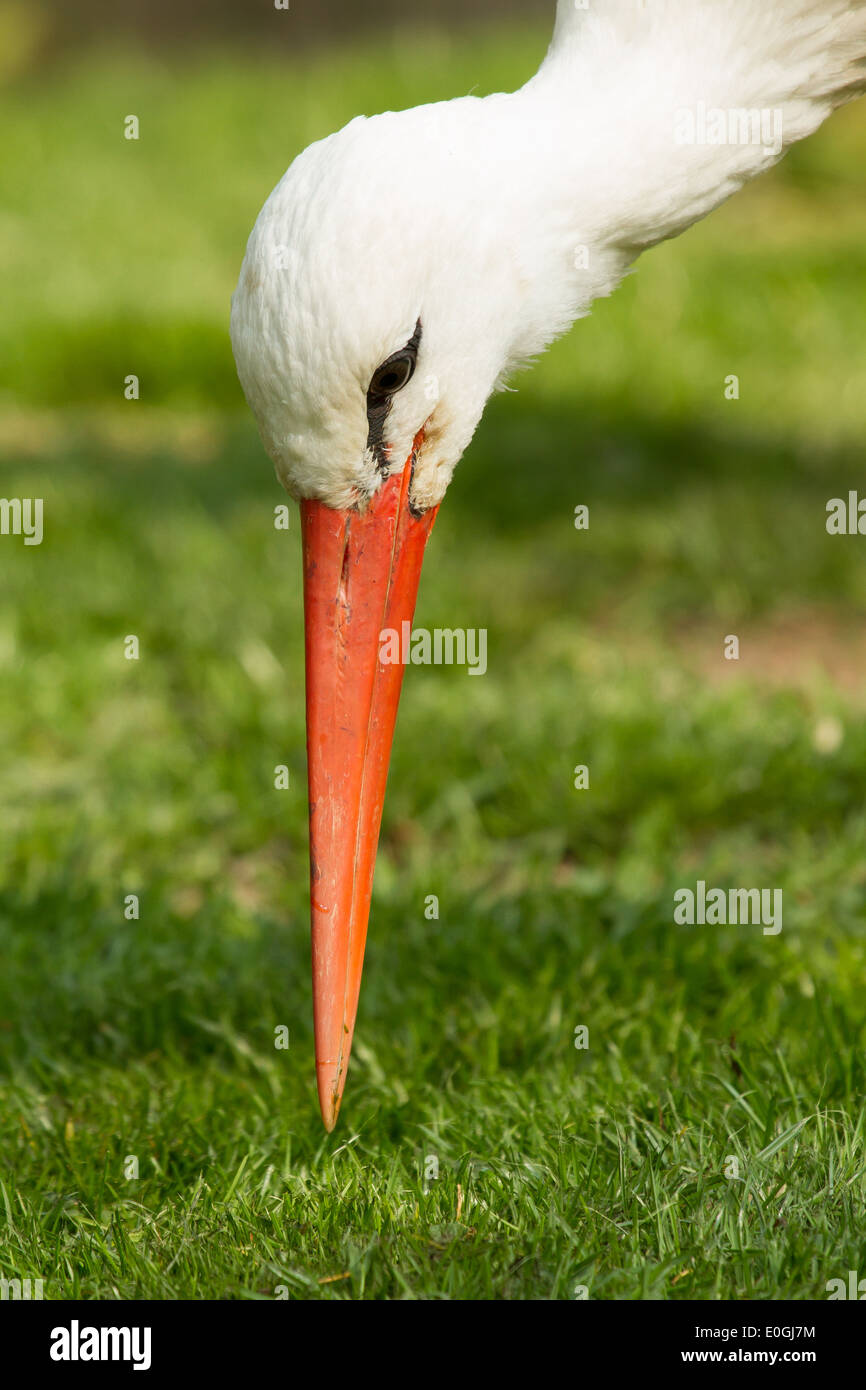 Stork photo image hi-res stock photography and images - Alamy