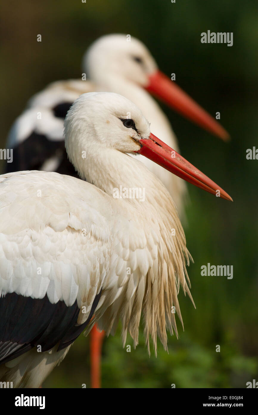 Two green species hi-res stock photography and images - Alamy