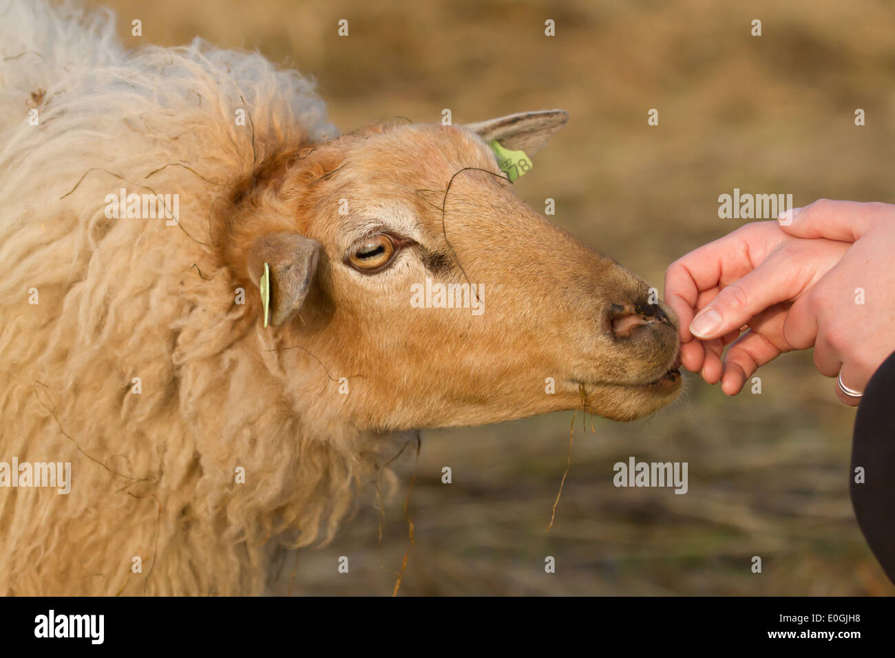 brown sheep is smelling the hand of a woman Stock Photo - Alamy