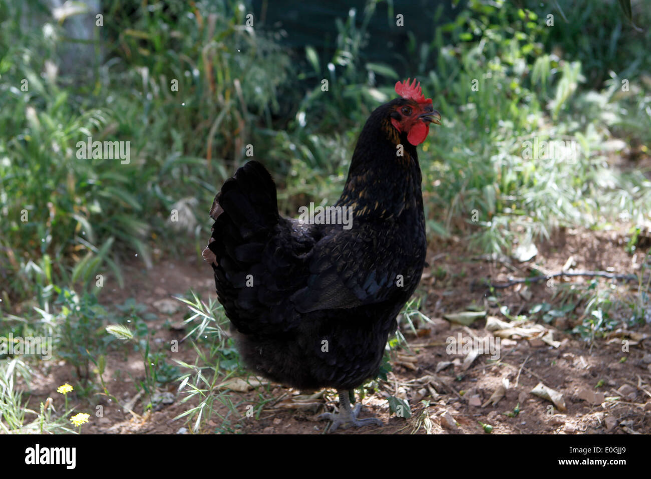 Upright chicken egg hi-res stock photography and images - Alamy