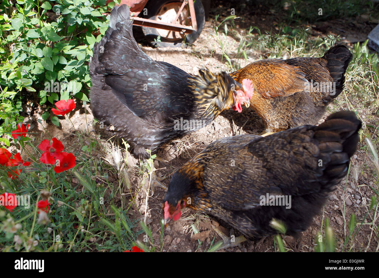 Upright chicken egg hi-res stock photography and images - Alamy
