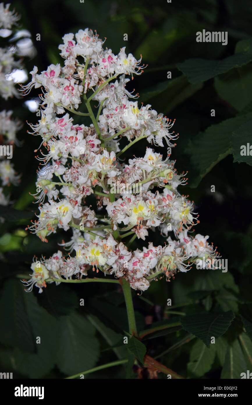 Chestnut tree castanea blossom hi-res stock photography and images - Alamy