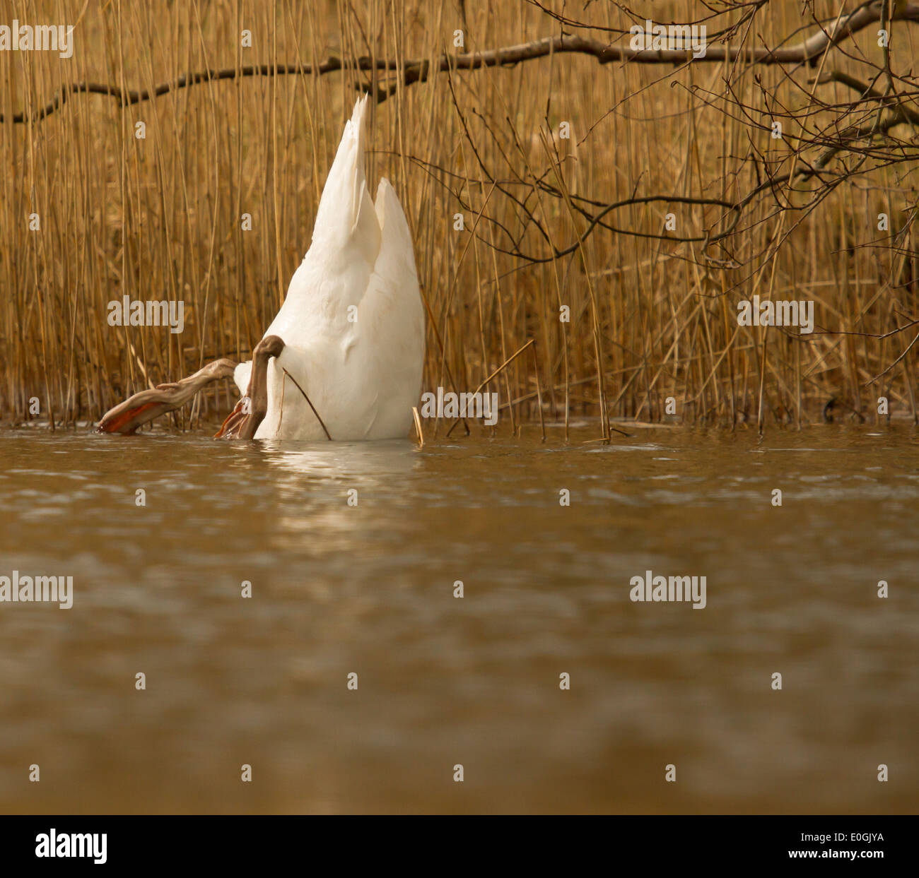 A eating swan in a dutch lake Stock Photo - Alamy
